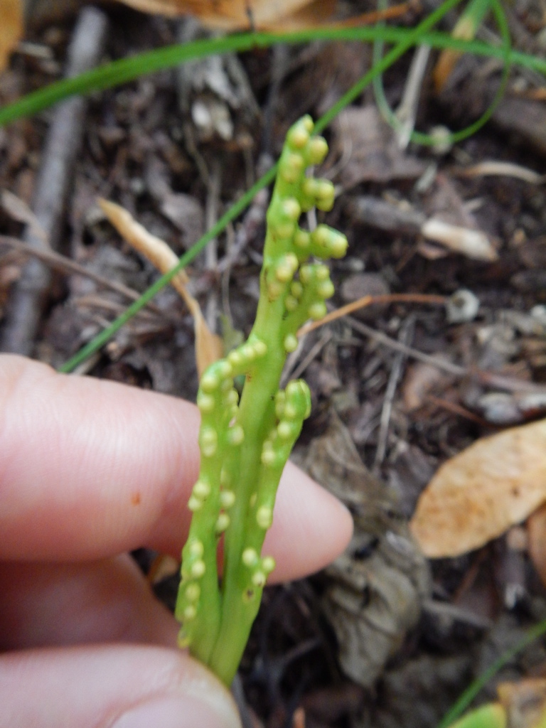 Botanizing: In Love with a Goblin...Fern
