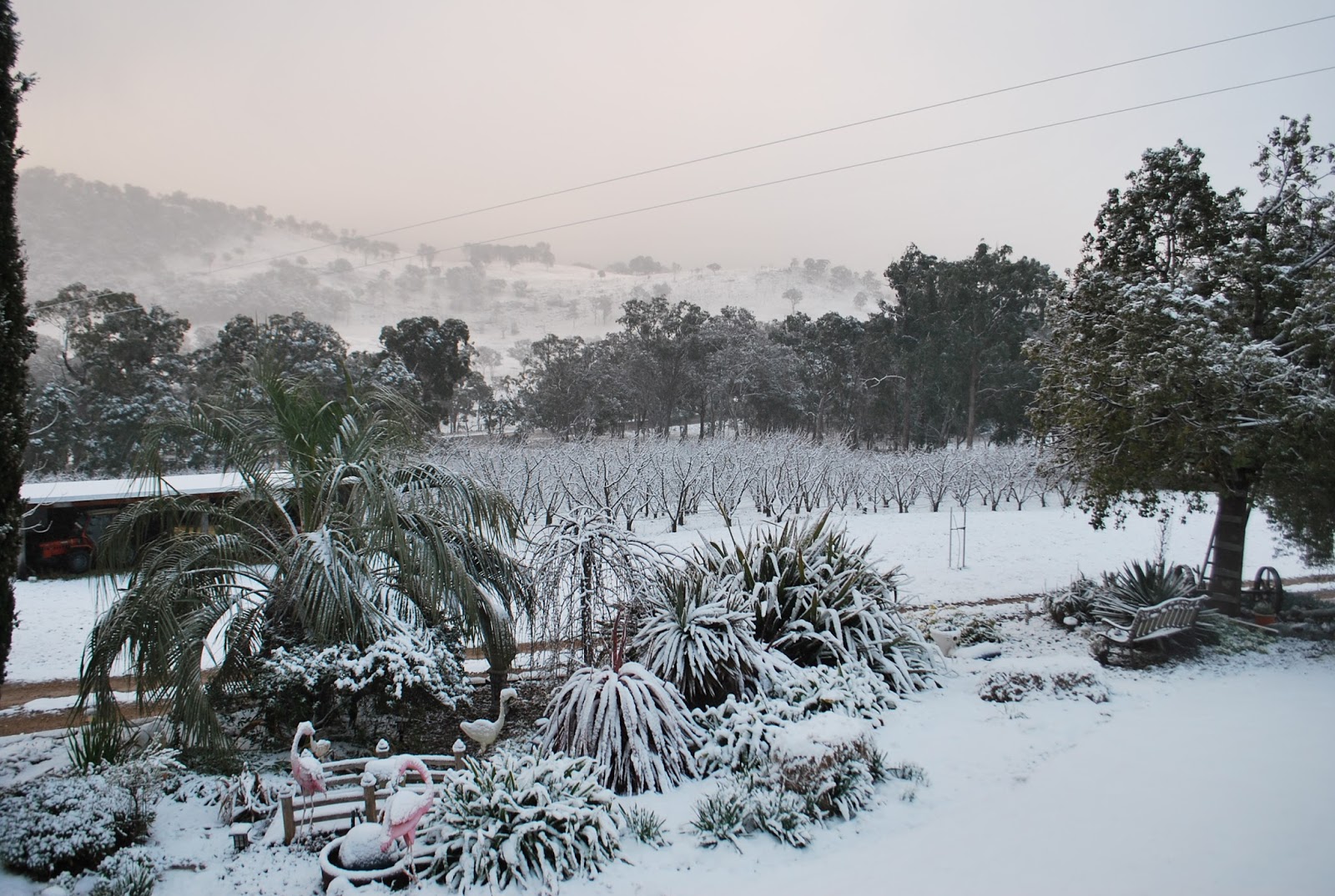 Out and About Cherry Dale: Snow at Cherry Dale Tenterfield