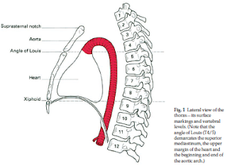 Understanding the Clinical Guide to Anatomy: Thoracic Cage-Intercostal ...