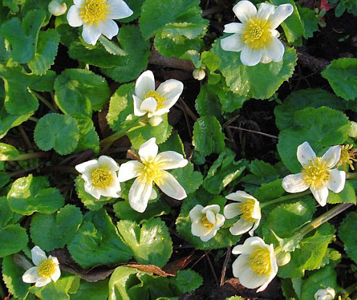 Caltha Palustris Var. Alba Plants | Garden How
