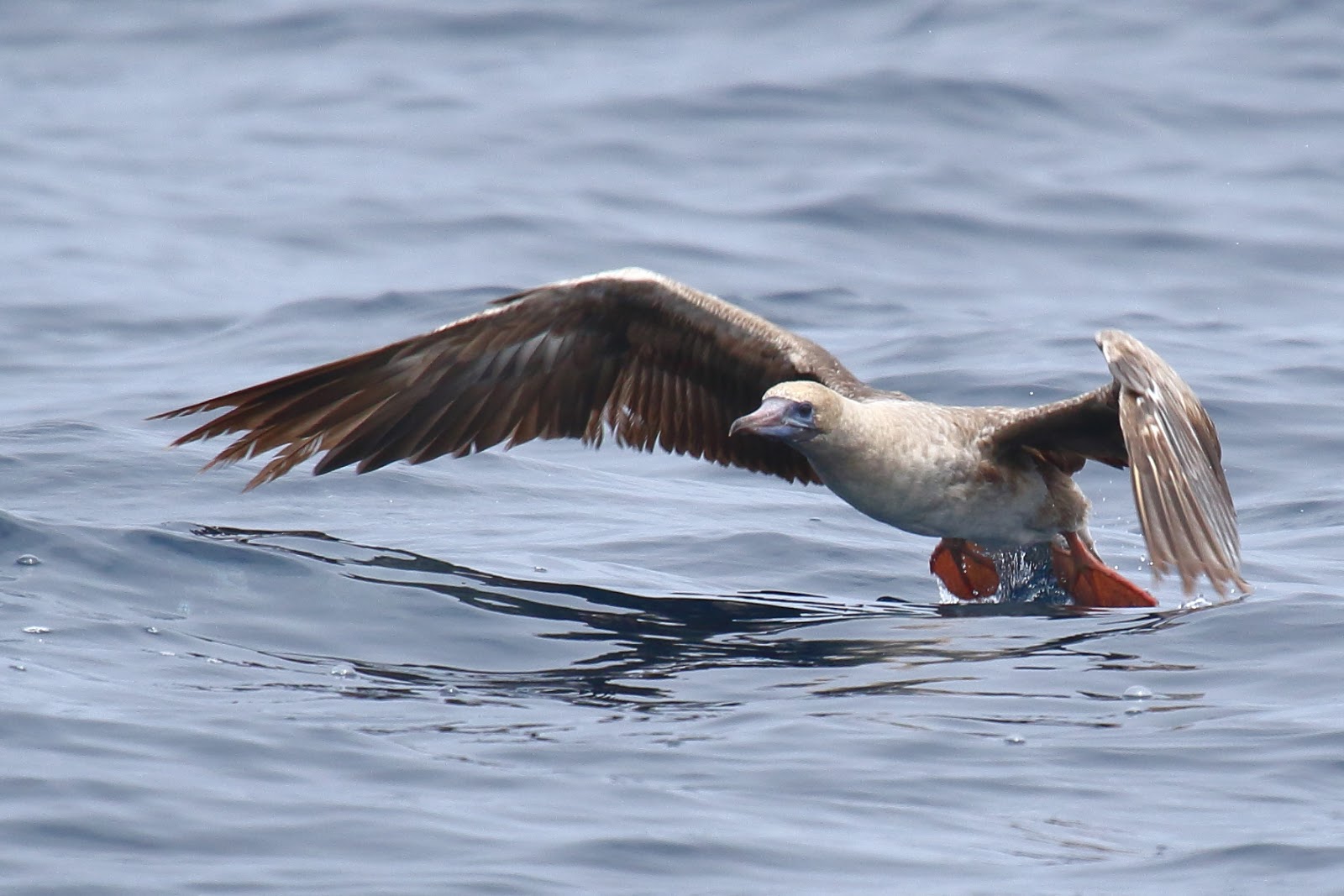 Red-footed Booby at sea - Greg in San Diego