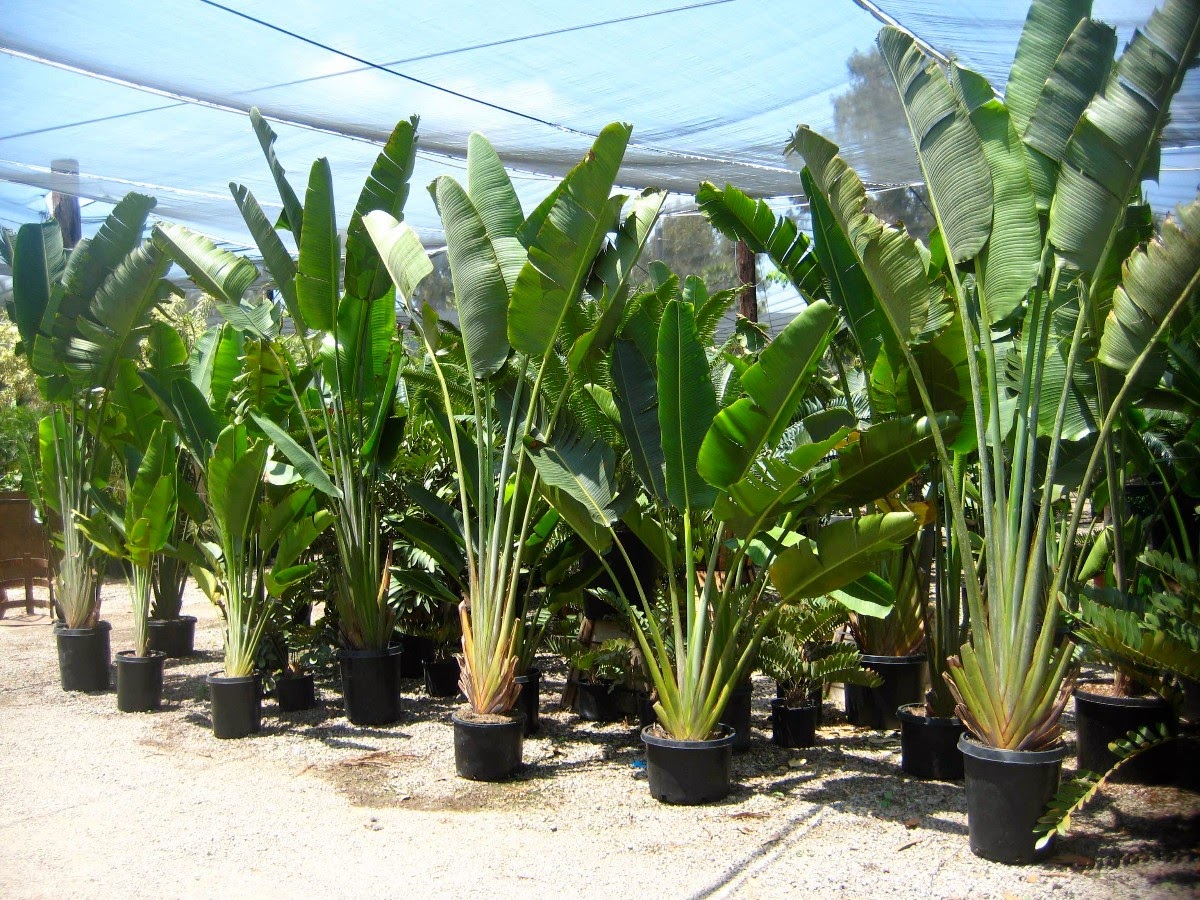 EduPomar: Fruto, Flores, Aromas & Cores: Venda de Palmeira Ravenala