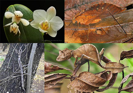 Kamuflase dan mimikri serta perbedaannya - Jenisajatitik