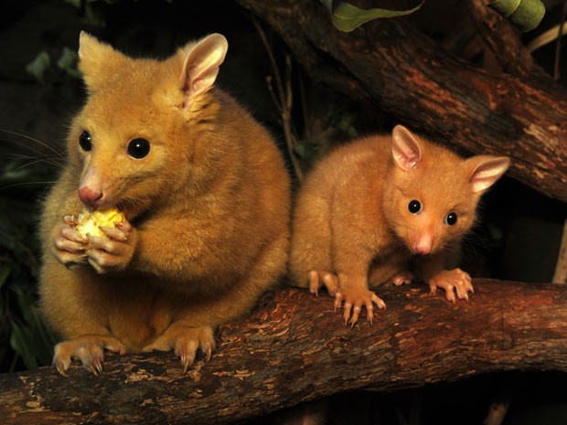 Zoo da Austrália mantém programa para reprodução de 'gambá dourado ...