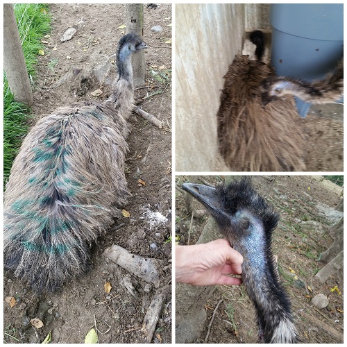 Emu Farming Made Easy: We Are At The Close Of Another Year of Emu Farming