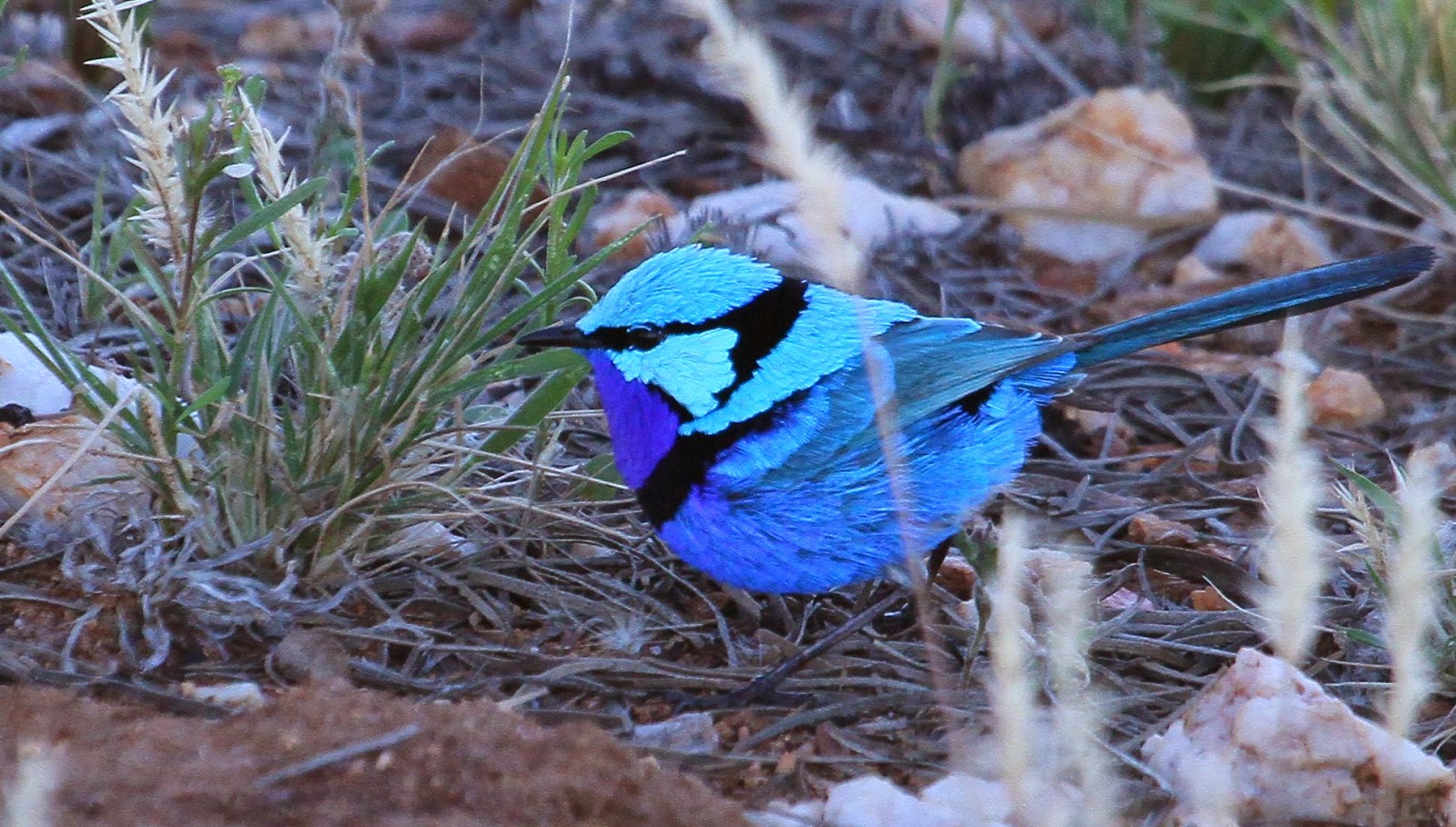 Richard Waring's Birds of Australia: Redthroats, Splendid Fairy-wrens ...