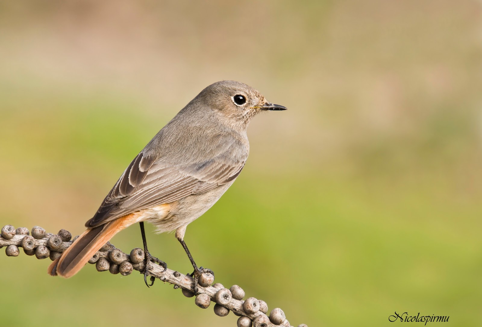 ALADOS_EXTREMADURA_NATURAL: COLIRROJO TIZÓN ( Phoenicurus ochruros )