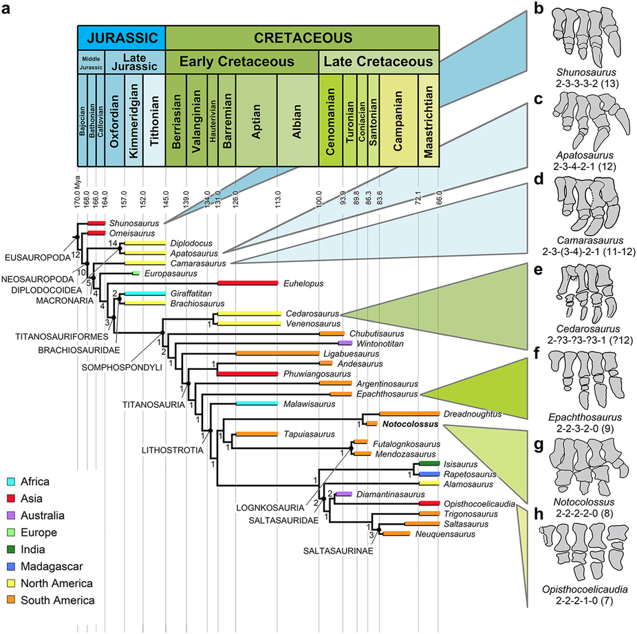 Species New to Science: [Paleontology • 2016] Notocolossus ...