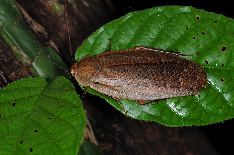 Live wildlife!: Perlis State Park 120505