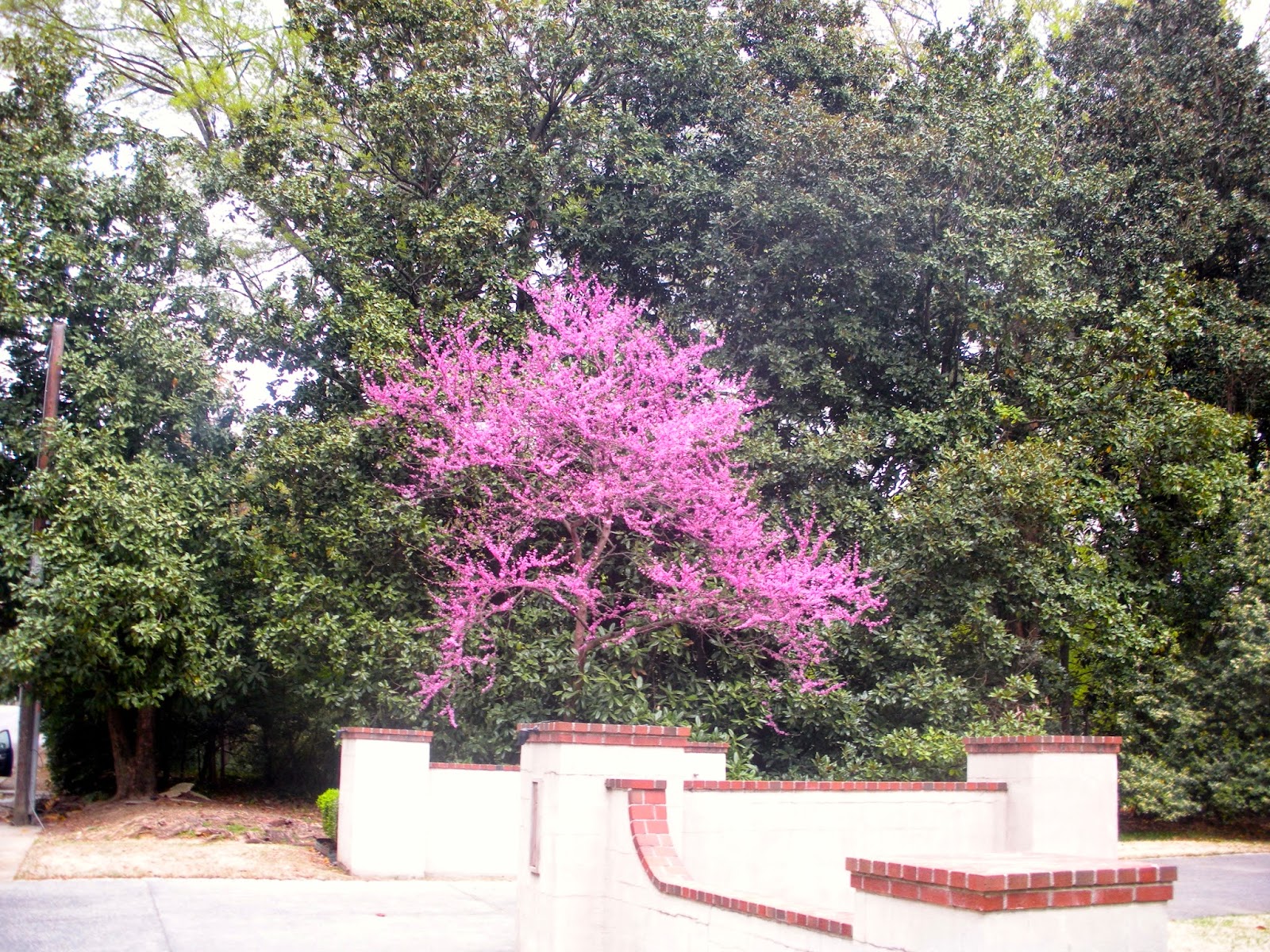 Memphis Trees: April Comes to Memphis