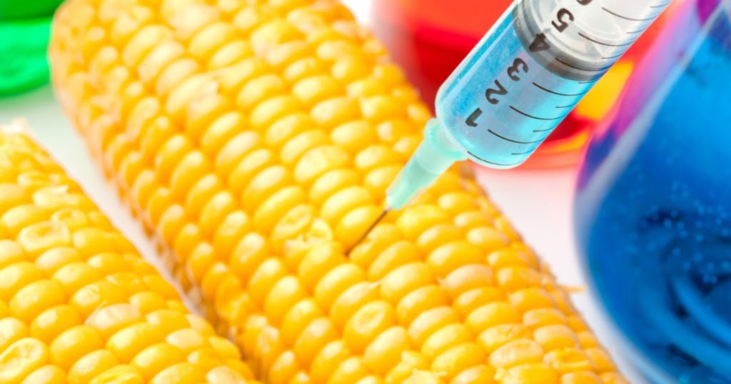 SAÚDE CANAL DA VIDA: Alimentos transgênicos: Quais são?