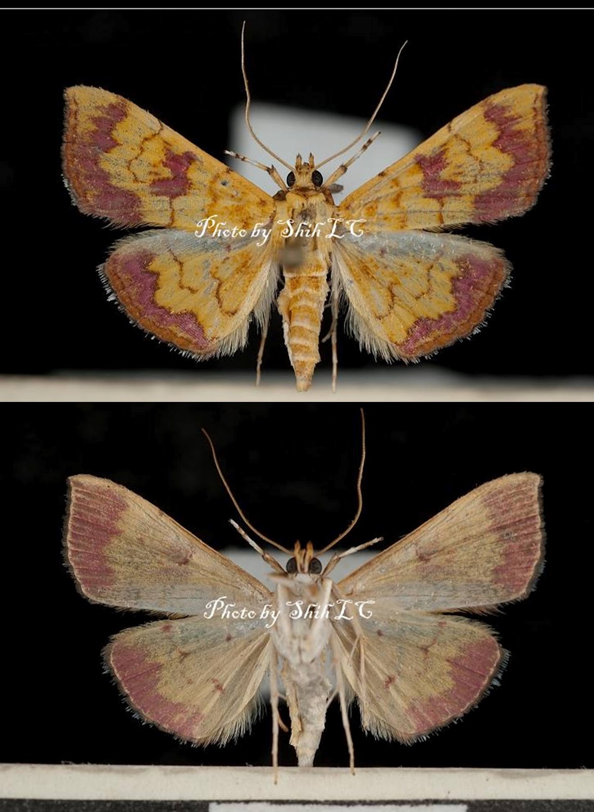 臺灣蛾訊 MOTHS of Taiwan: Isocentris filalis (Guenée, 1854) 黃翅長距野螟蛾