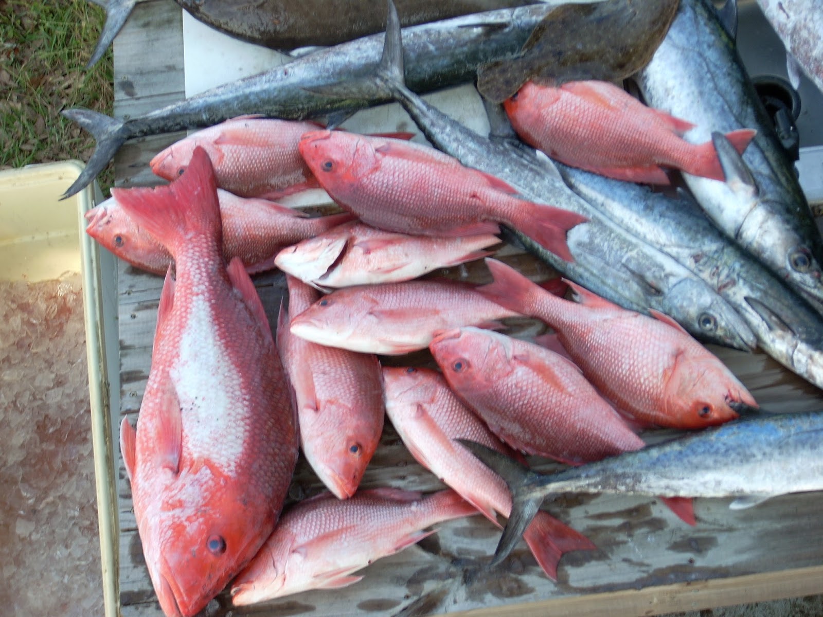 Rare Breed Whitetail Hunting: Fishing Pictures