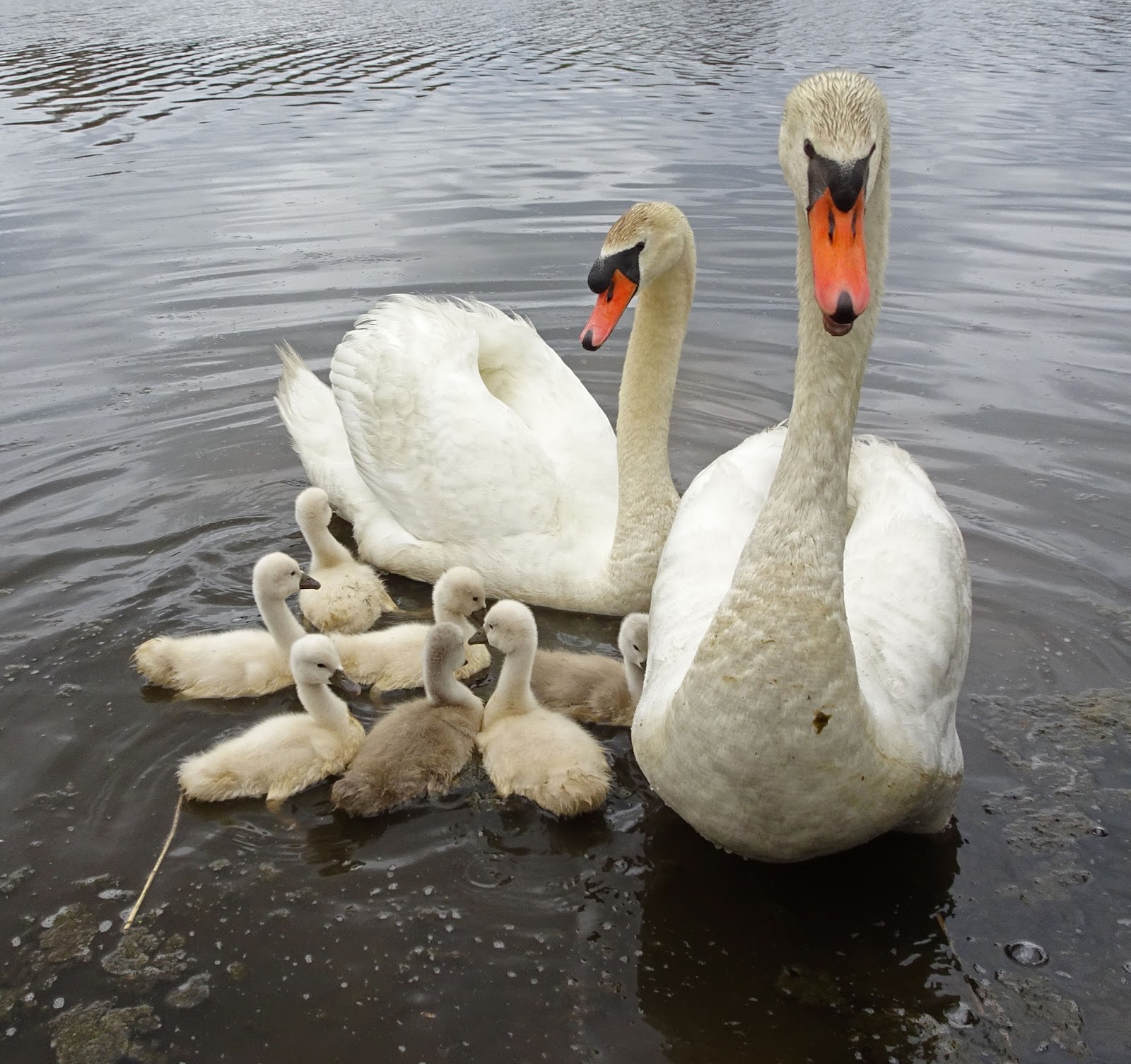 Joe's Retirement Blog: Swans Come to Visit, Bartlett Pond, White Horse ...