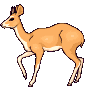 Animation Bundle: Animated Deer See and Enjoy Deer Gif Images and ...