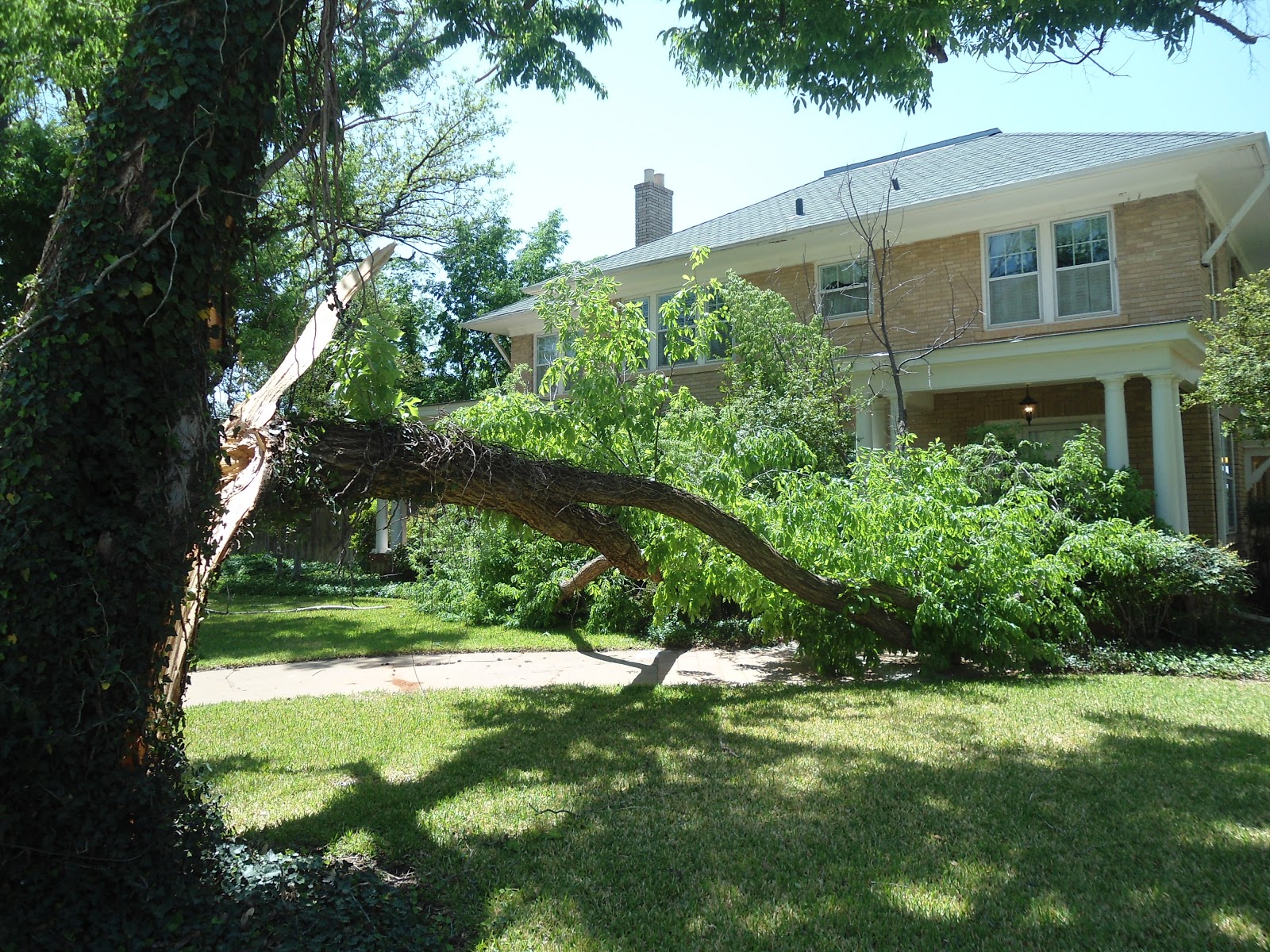 The Voice of Mitchell County: A top-heavy tree?