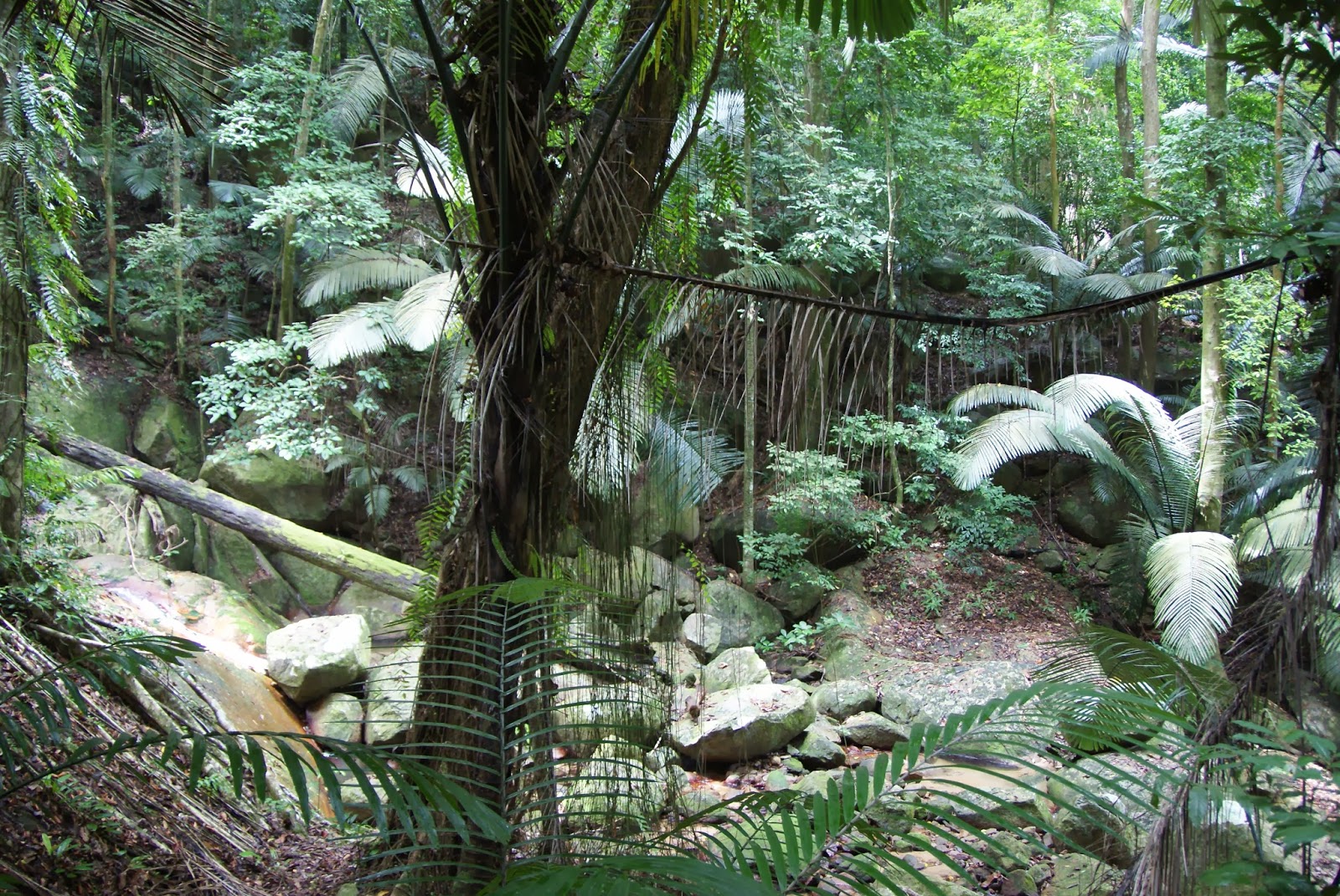 Lee Raffee - Les Raffy à Singapore: Tioman Island - Jungle Trek