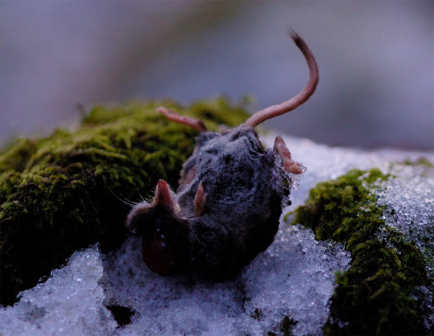Scottish Wildlife Blog: Kilpatrick Hills, West Dunbartonshire