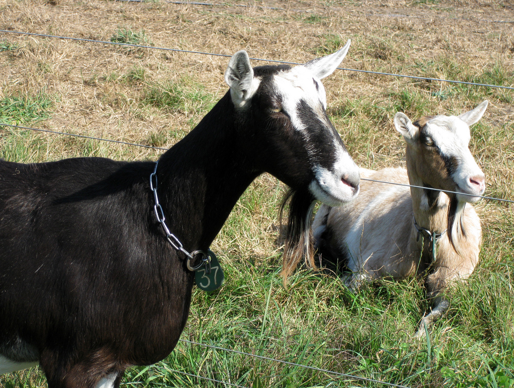 Musings from the Roost: 365 True Things: 144/Goats