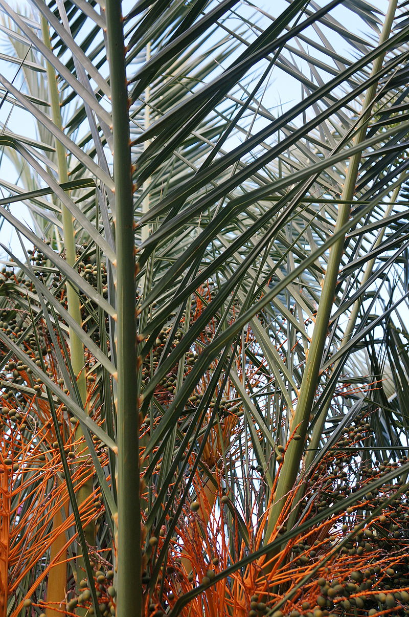 MALINALLI · herbolaria médica: DÁTIL, DATILERO, DATILERA . DATE, DATE ...