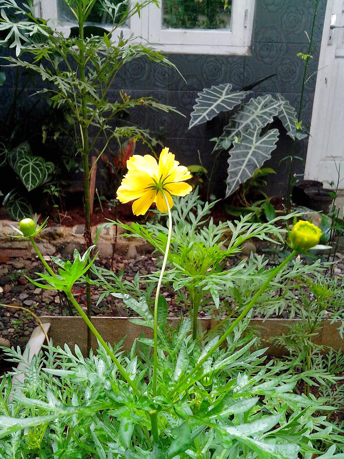 Endah Murniyati's Journey: KENIKIR KUNING - YELLOW COSMOS