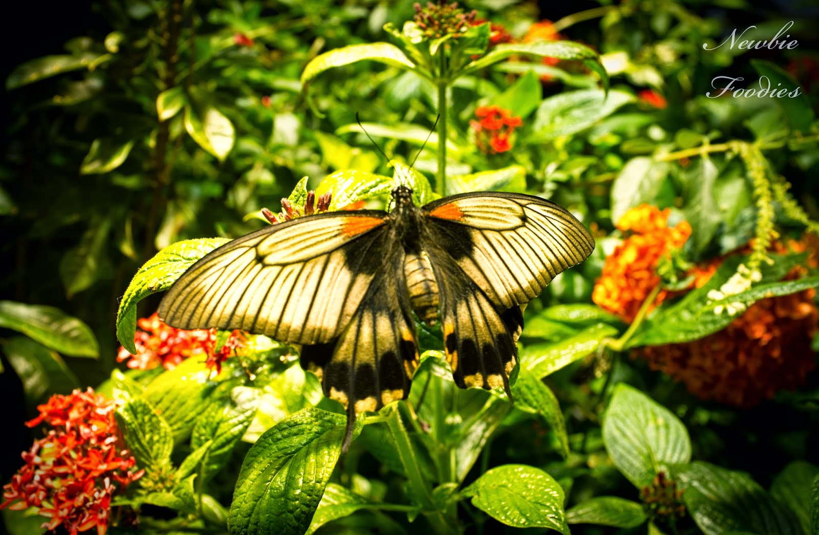 Newbie Foodies: 24 Hours in Washington DC