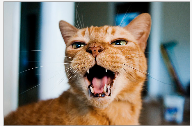 Ness Photography Level2: Researching animals