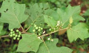 Herbarium Rimbang - Dare To Dream