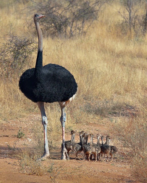 Prehistoric Beast of the Week: Citipati: Prehistoric Animal of the Week