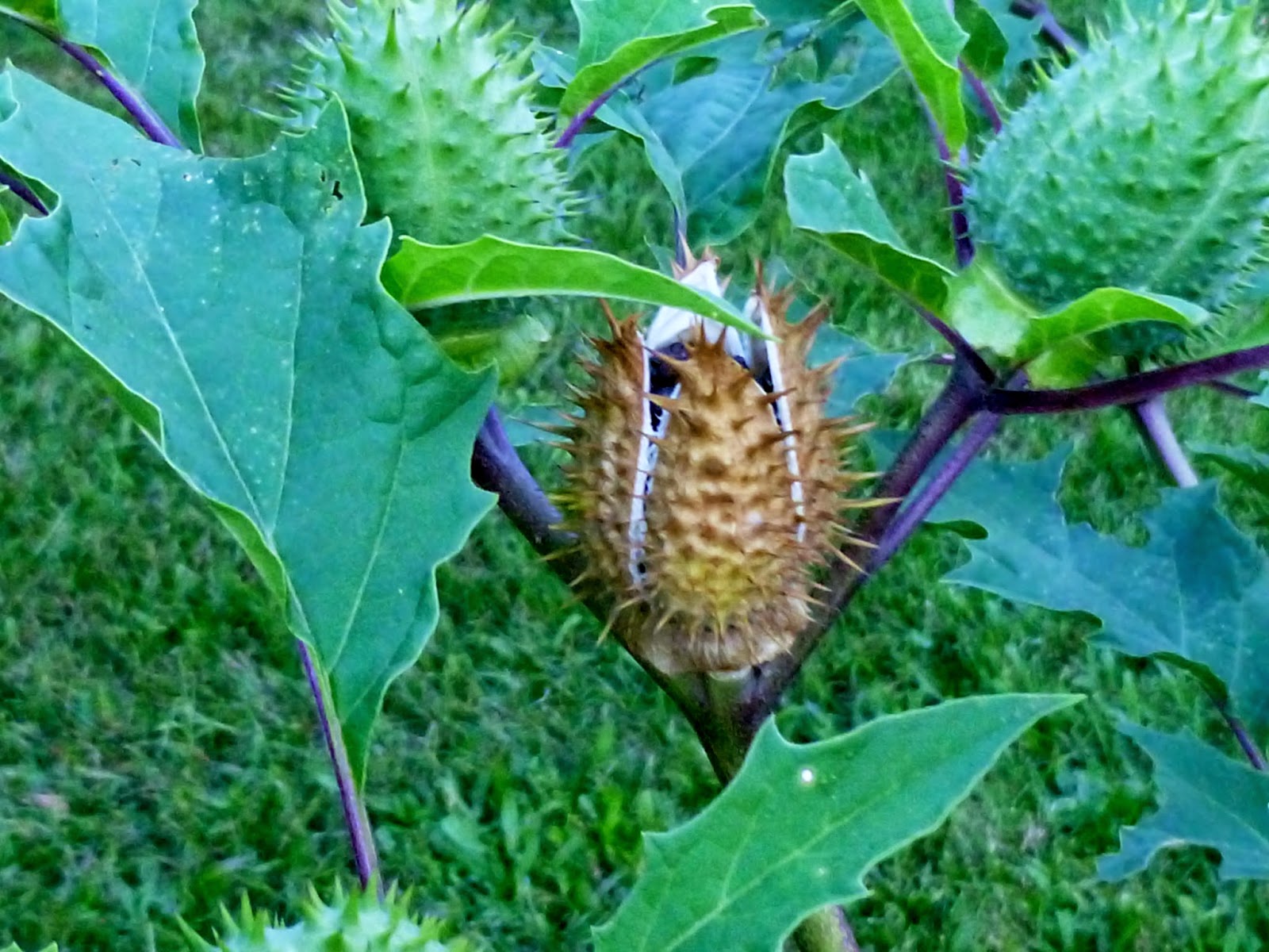 My Maturing Datura Plant