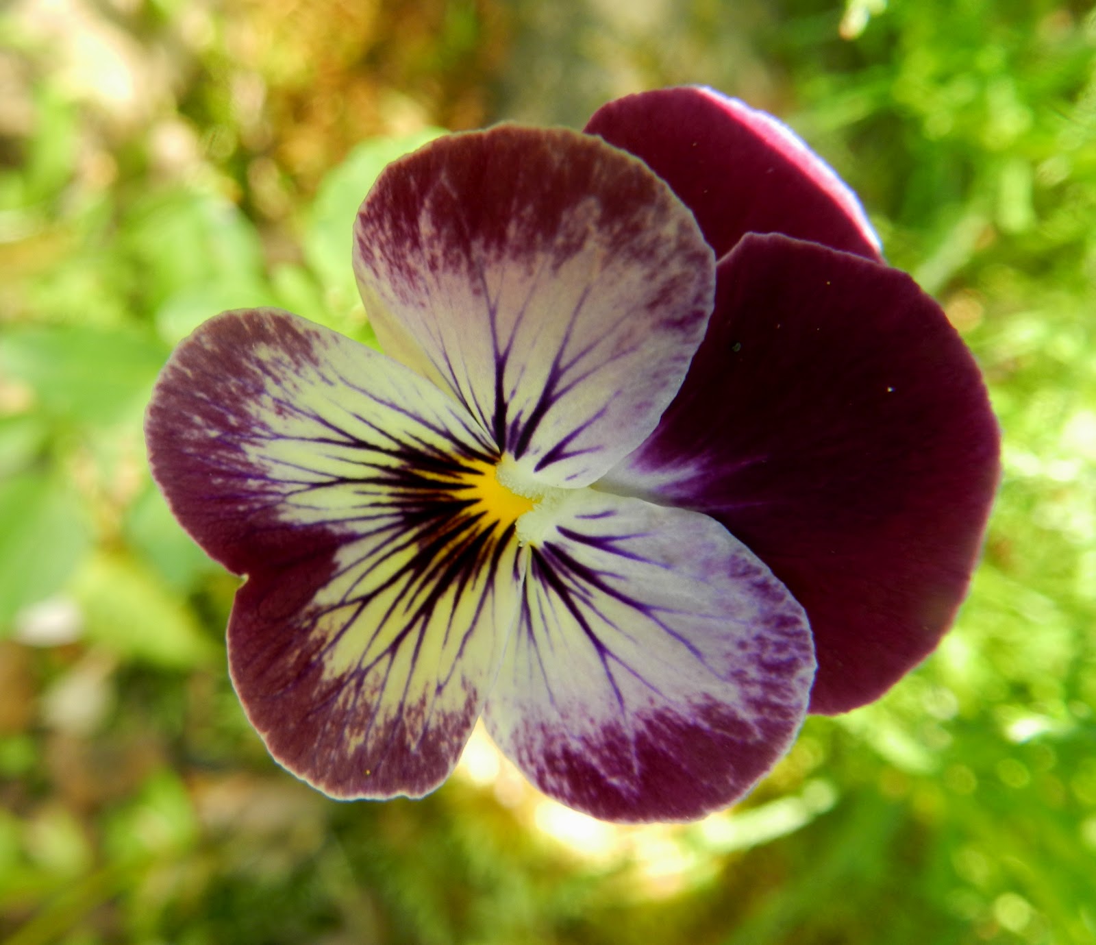 Prairie Rose's Garden: A Visit to An Enchanted Garden