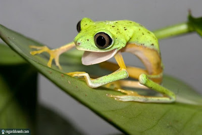 Images rigolotes et insolites Animal - Grenouille v62 - Des milliers de ...