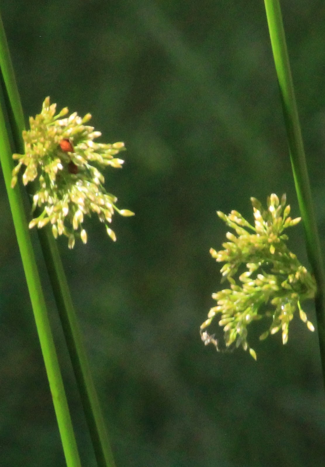 Nature views: Karplanter (99)