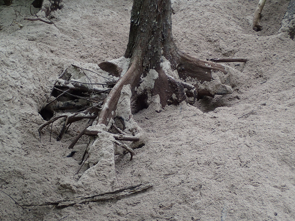 Megapode Bird Nesting - Arnavon Islands