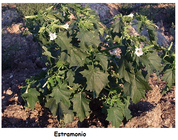 luis de vargas: Burundanga o Escopolamina