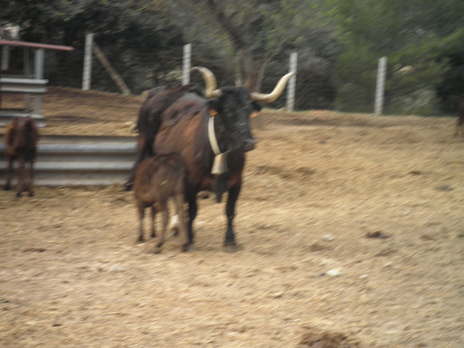 El toro mi pasión: Ganaderia hnos. cali