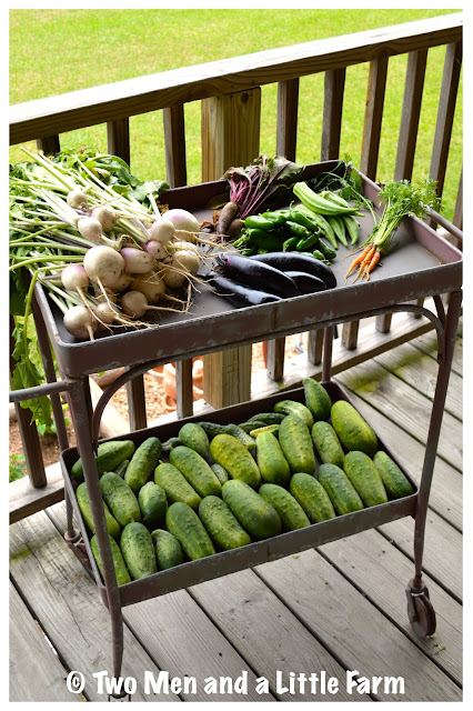 Two Men and a Little Farm: REALLY GOOD WEEKEND HARVEST