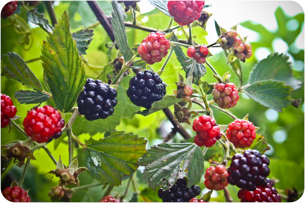 You know how we're an art family...: blackberry season