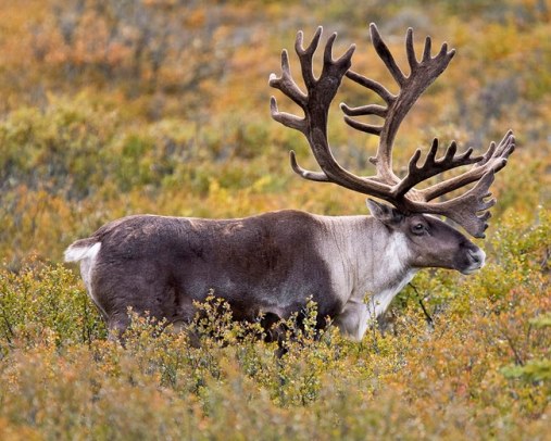 Caribou Cow