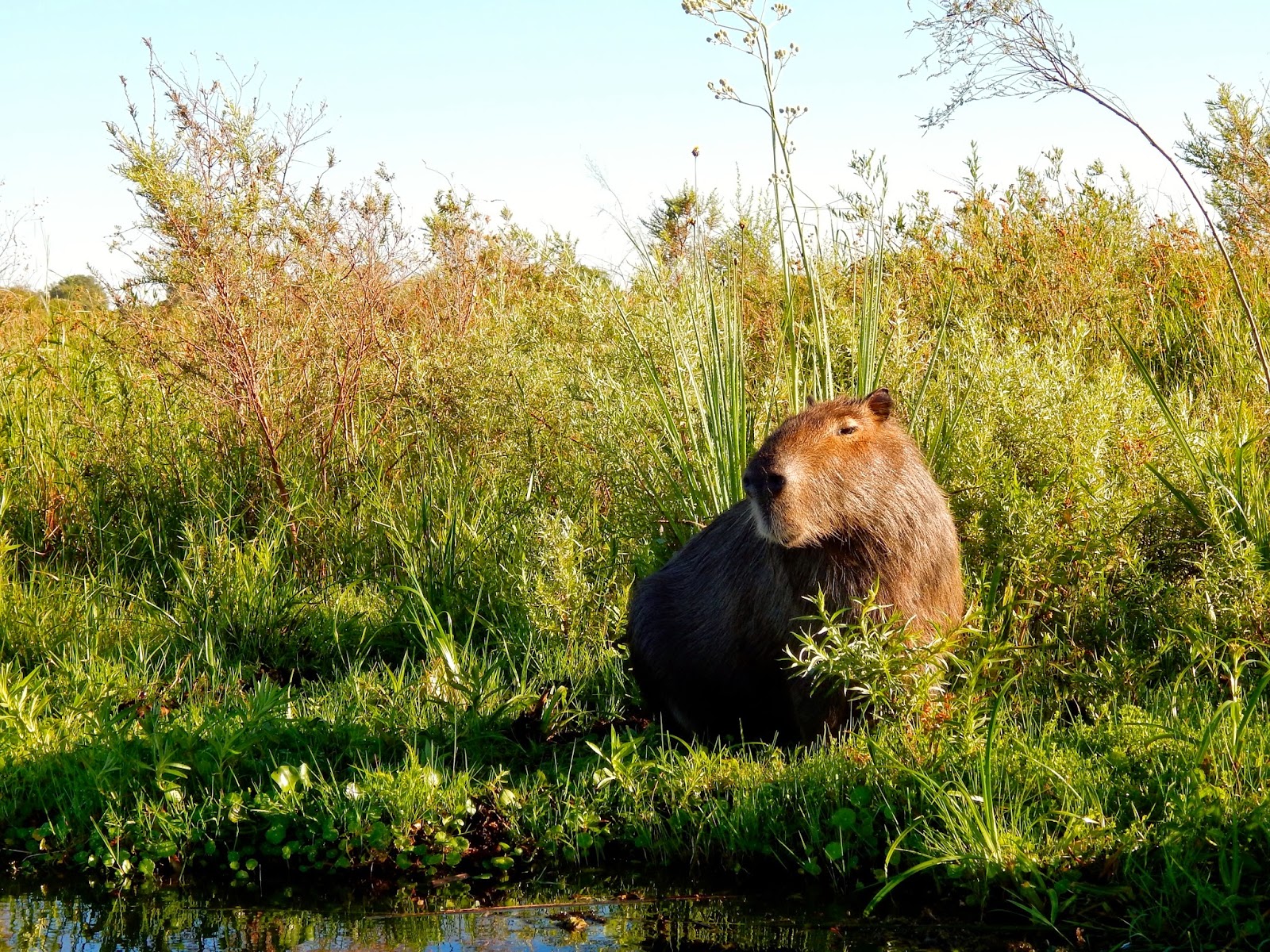 The Joyful Sun Diaries: FACE TO FACE WITH WILD CAPYBARAS