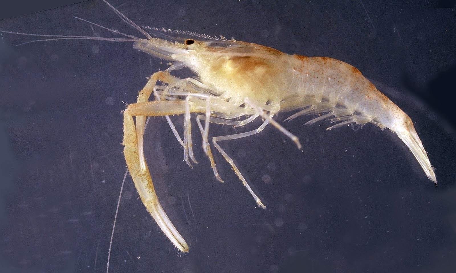 Species New to Science: [Crustacea • 2016] Macrobrachium spelaeus ...