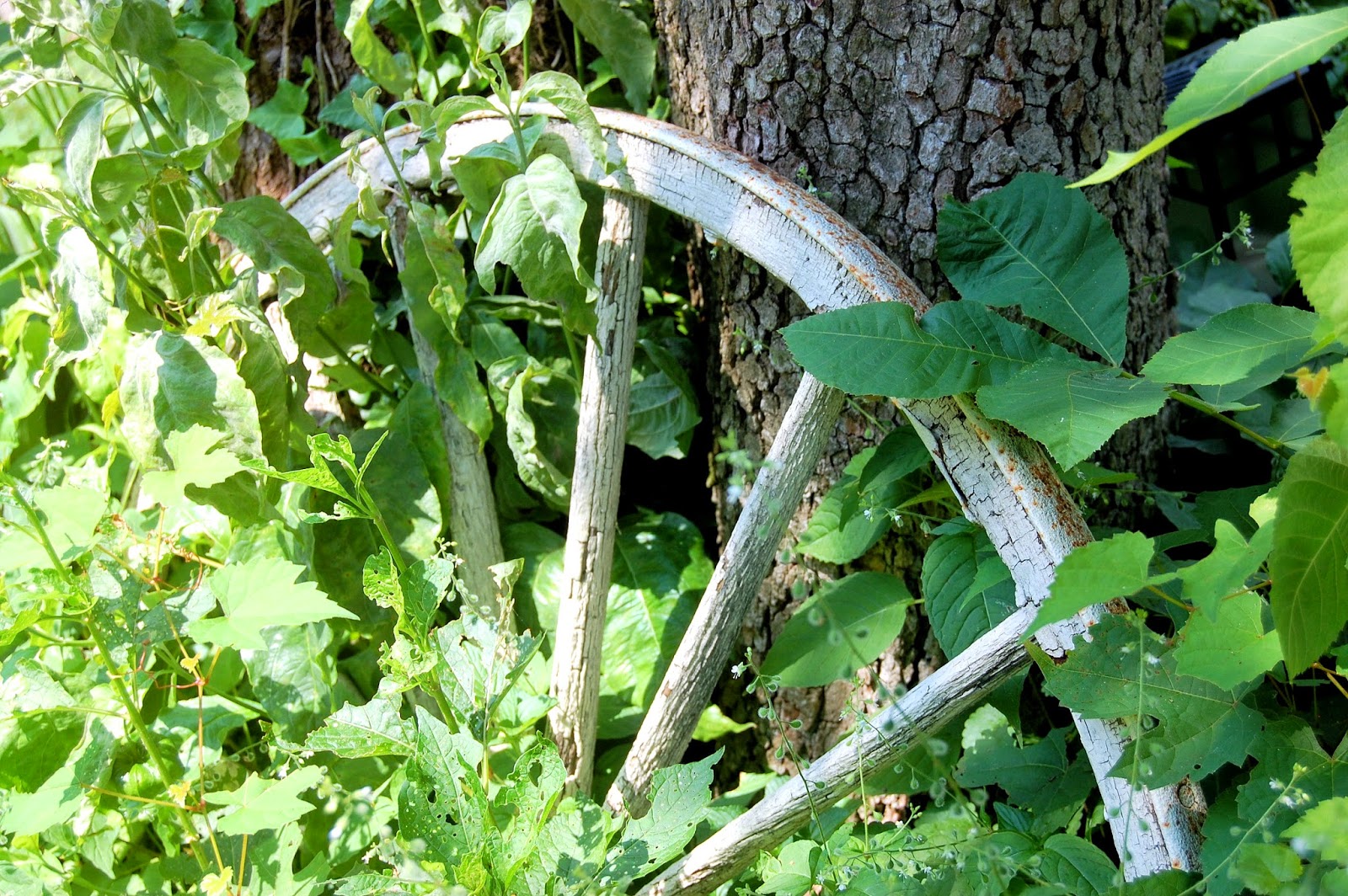 The Bumbling Gardenista: Garden Perch