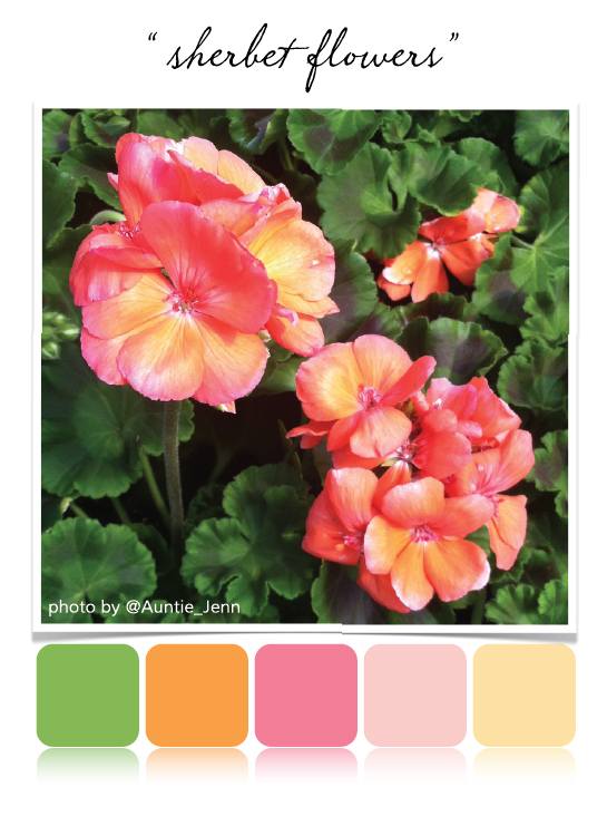 Easton Place Designs Blog: Sherbet Flowers