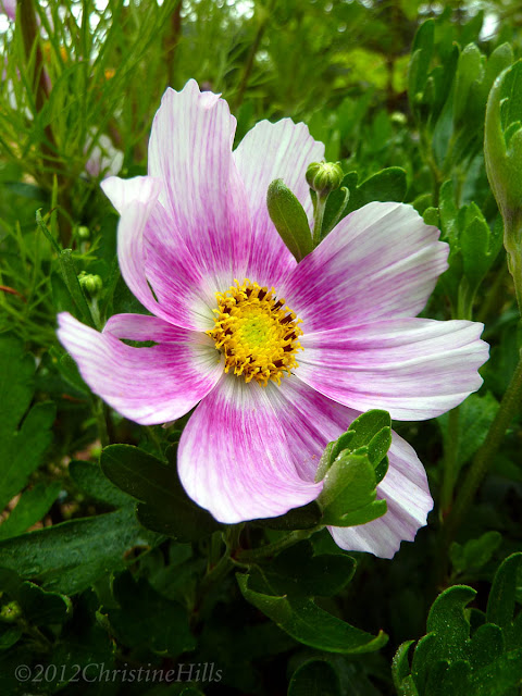 Raven Ridge Gardens: Bi-Color Pink Cosmos