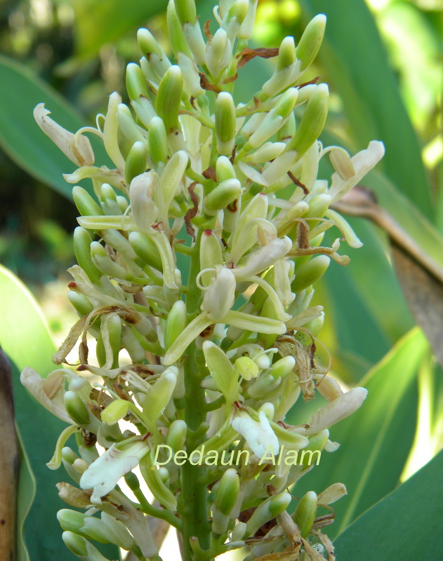 Dedaun Alam: Bunga Part XVIII