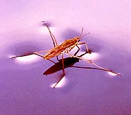 Universo Animal: ¿Por qué hay insectos que caminan sobre el agua?