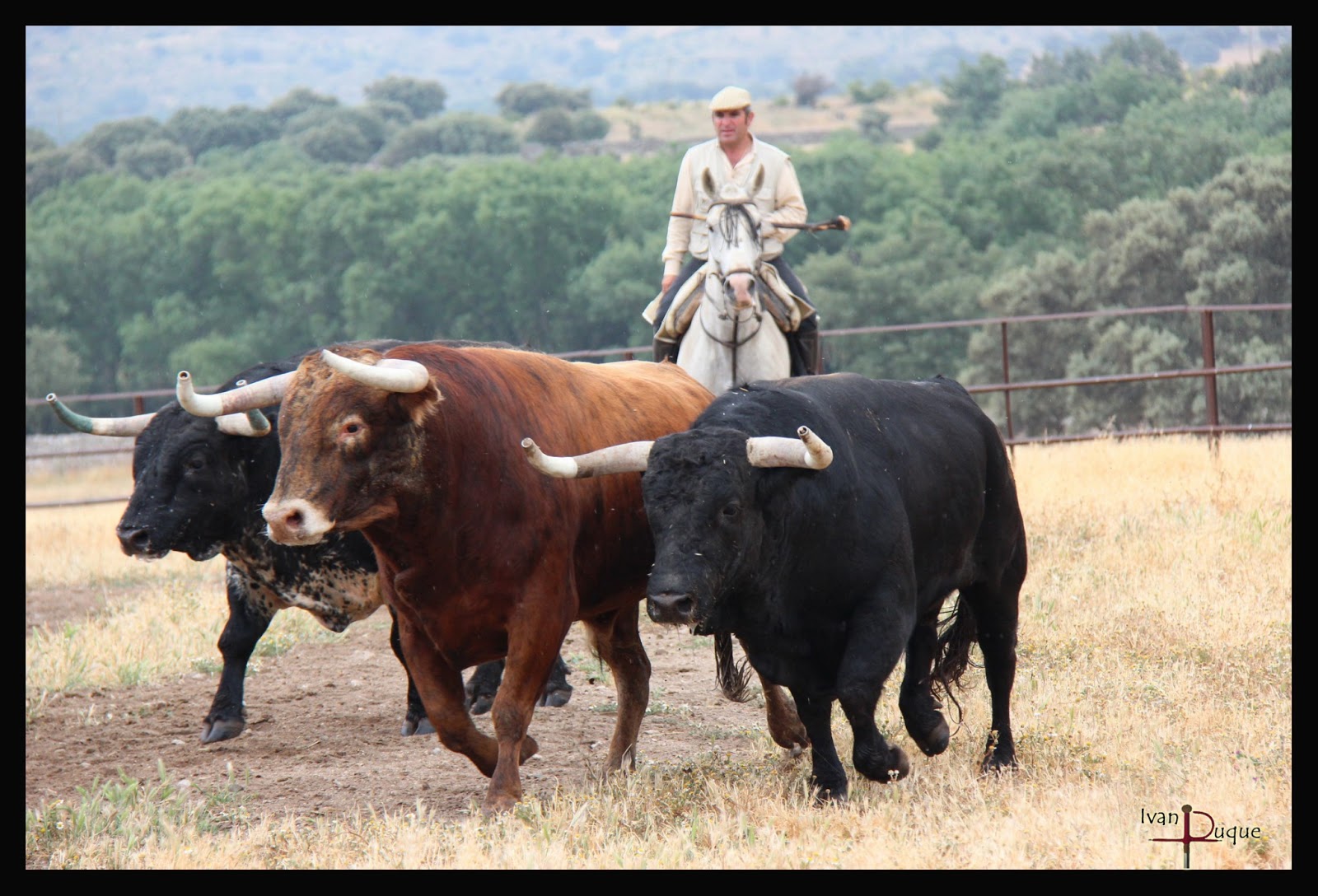 DESDETORILES: GANADERÍA DE D. VICTORIANO DEL RIO
