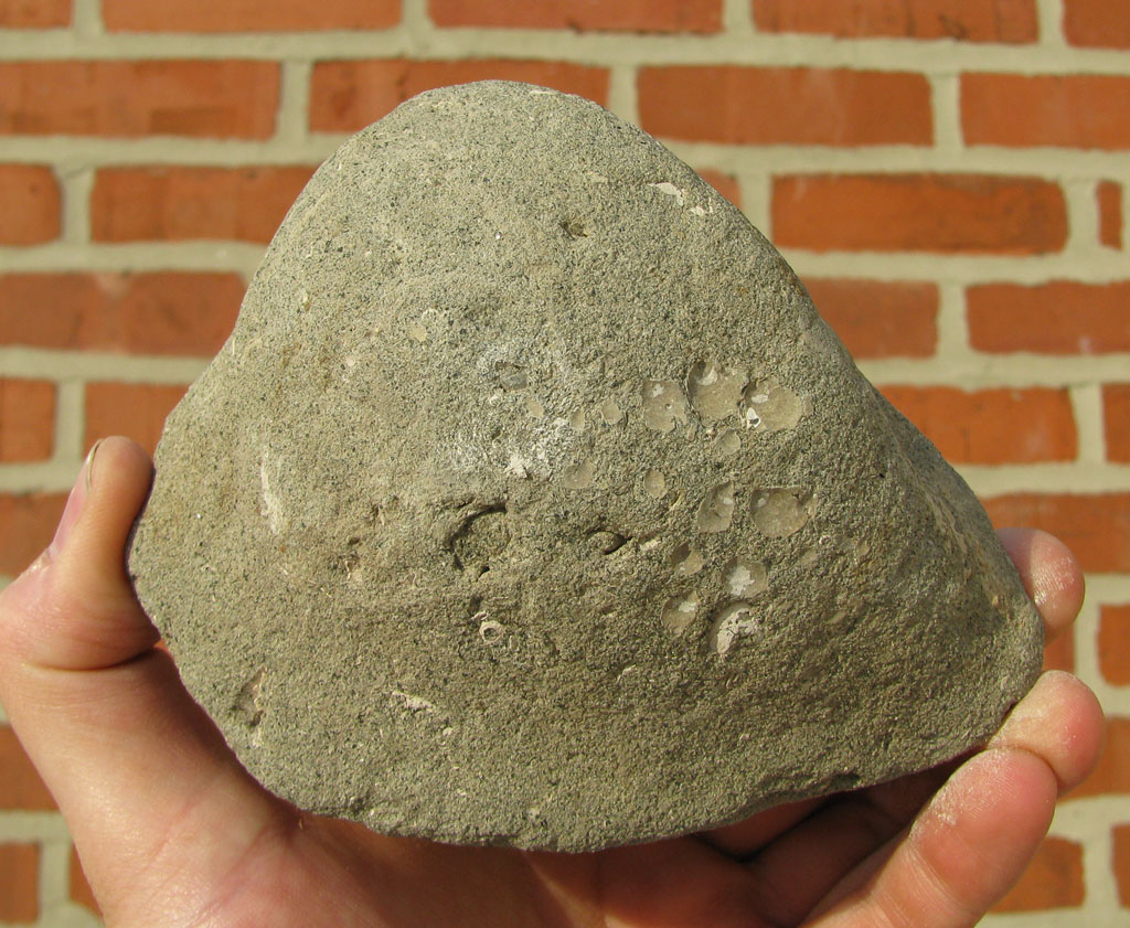 Views of the Mahantango: Cucullaea gigantea pelecypod from the Aquia ...