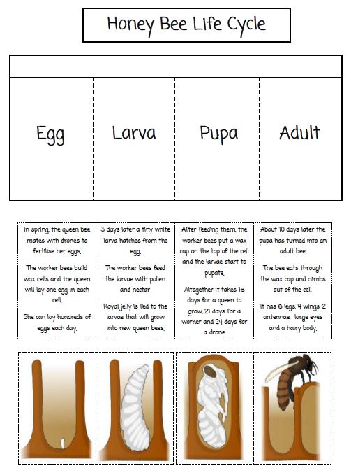 Iman's Home-School: Honey Bee Interactive Notebook