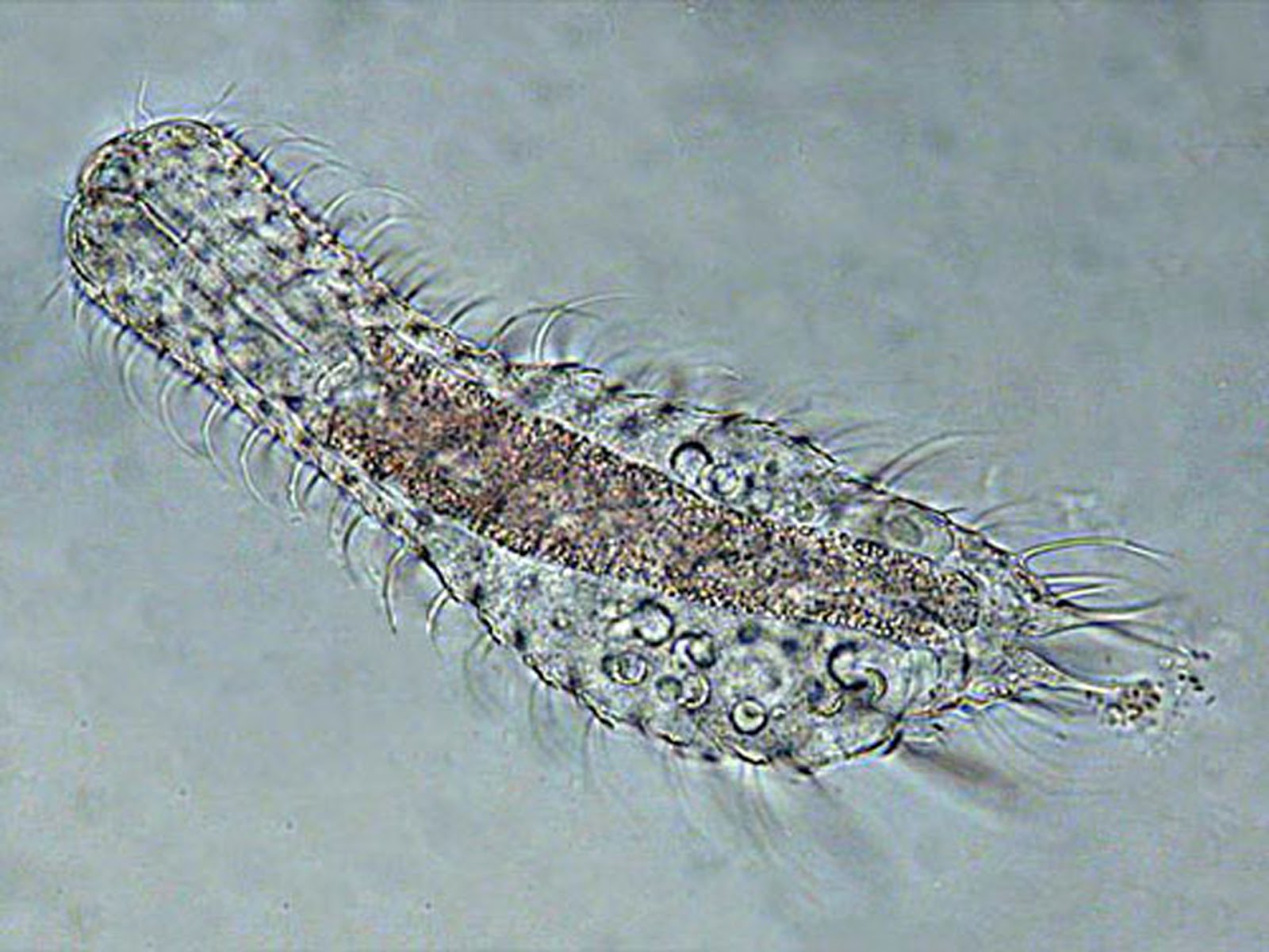 Gastrotricha ~ Dunia Hewan